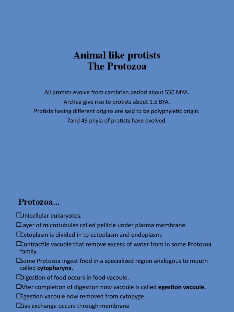Animal Like Protists | PDF | Protozoa | Biology