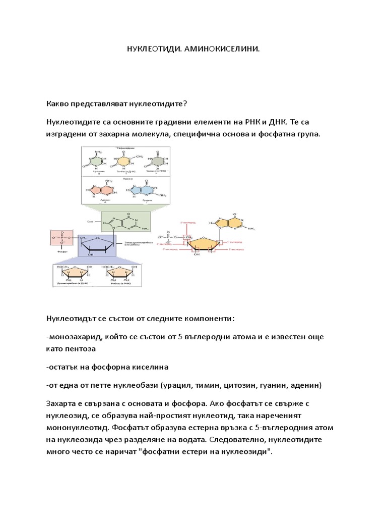 NUKLEOTIDI_I_AK_BIOFIZIKA | PDF