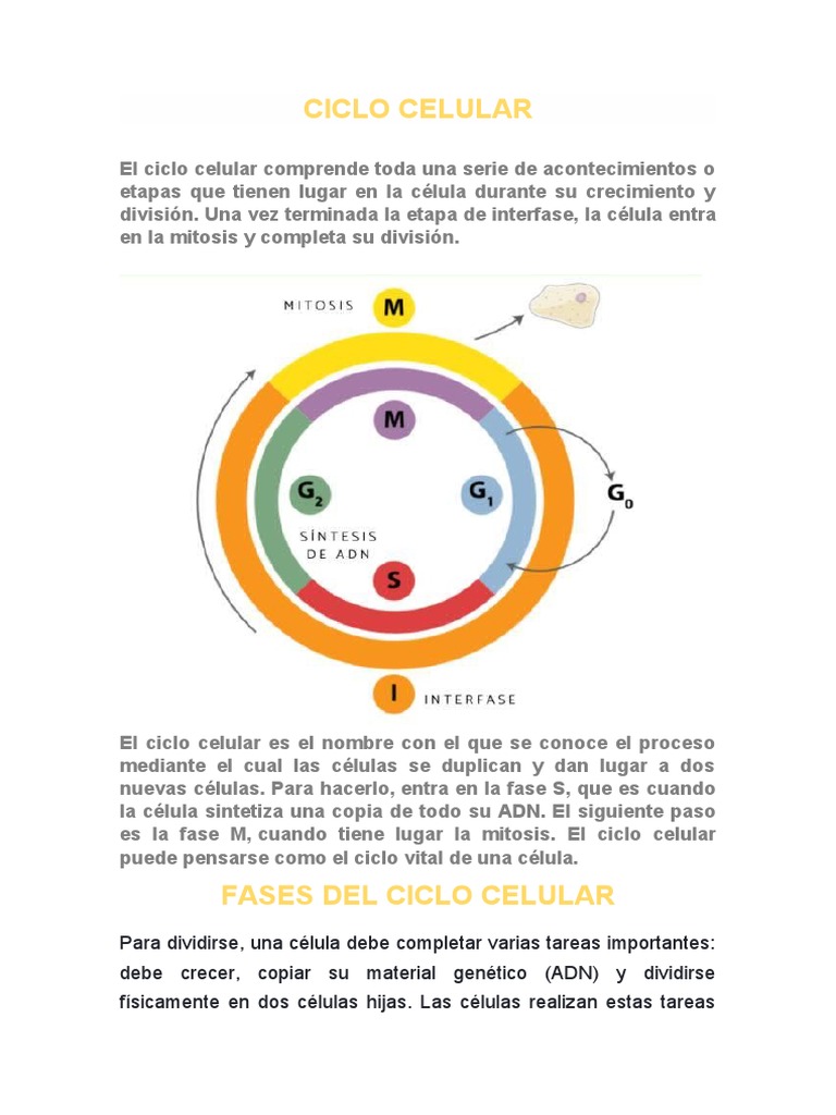 Fases del Ciclo Celular y Mitosis | PDF | Salud y bienestar