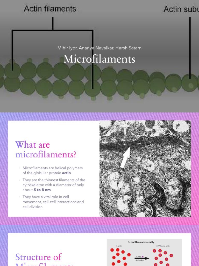 Actin Microfilaments | PDF | Science & Mathematics