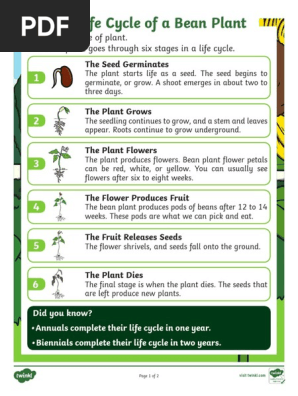 Bean Plant Life Cycle Worksheet