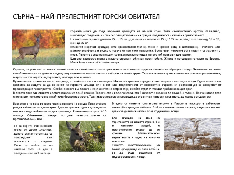 Sarna | PDF