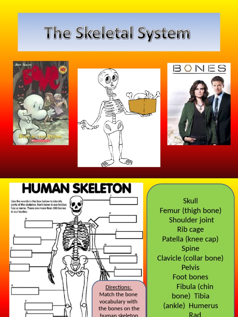 The Skeletal System | PDF | Skeleton | Bone