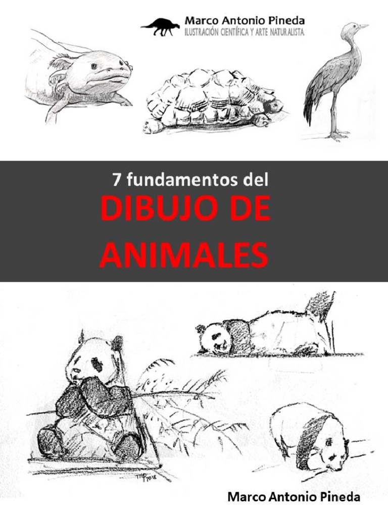 7 Fundamentos Del Dibujo de Animales | PDF | Lápiz | Dibujo