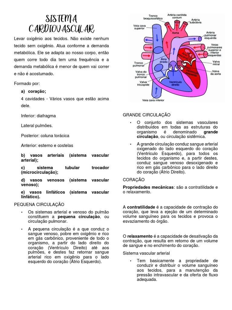 Sistema Cardiovascular - Resumos | PDF | Sistema circulatório | Coração
