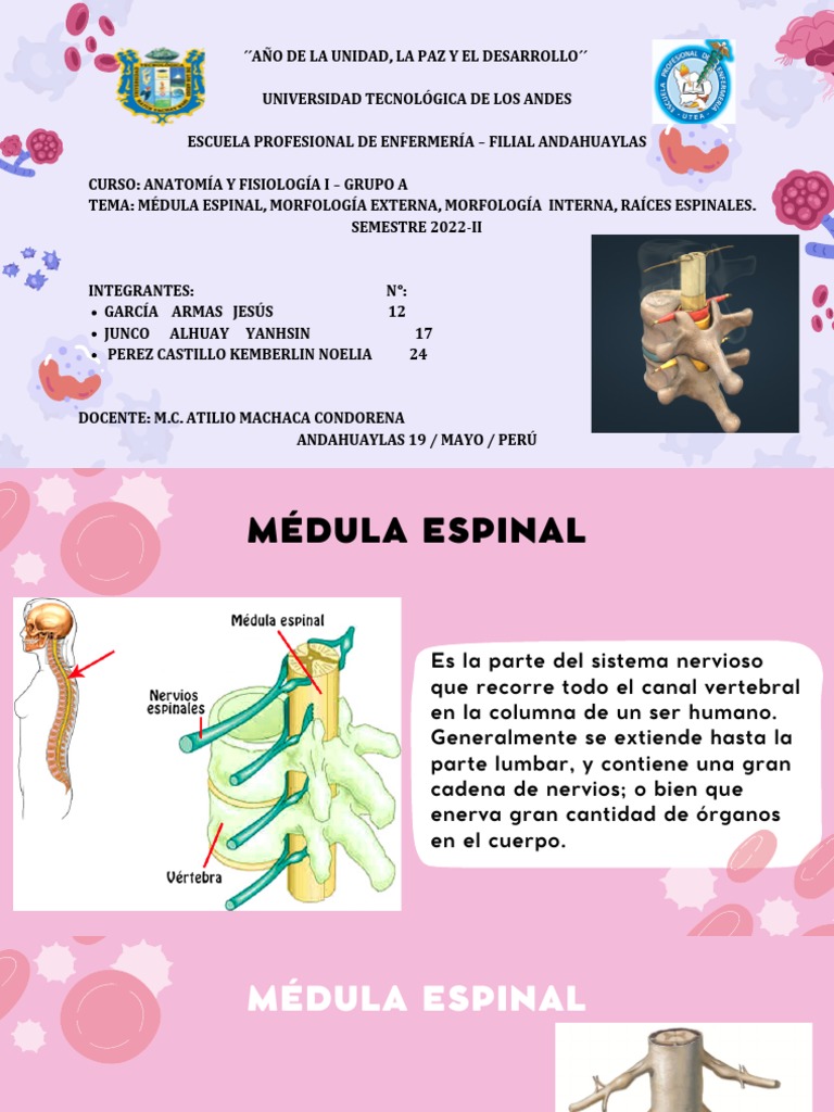 Médula Espinal | PDF | Médula espinal | Anatomía humana