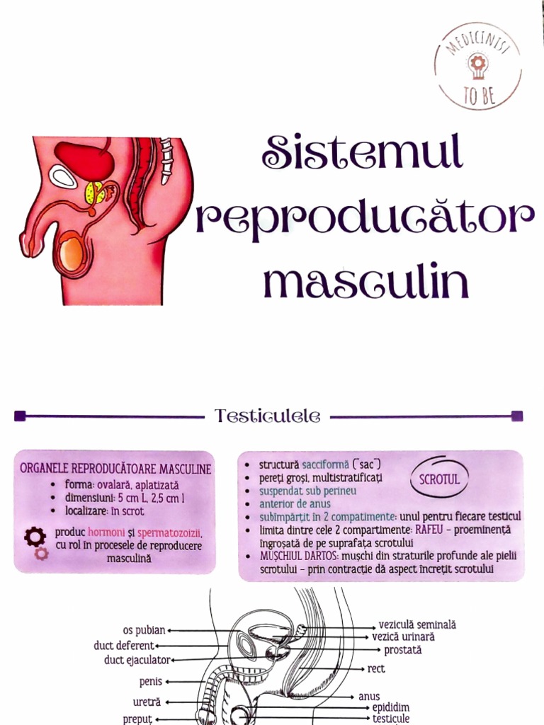 Sistemul Reproducator Masculin | PDF