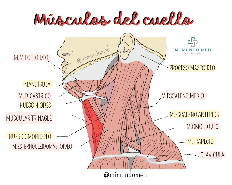 Musculos Del Cuello | PDF