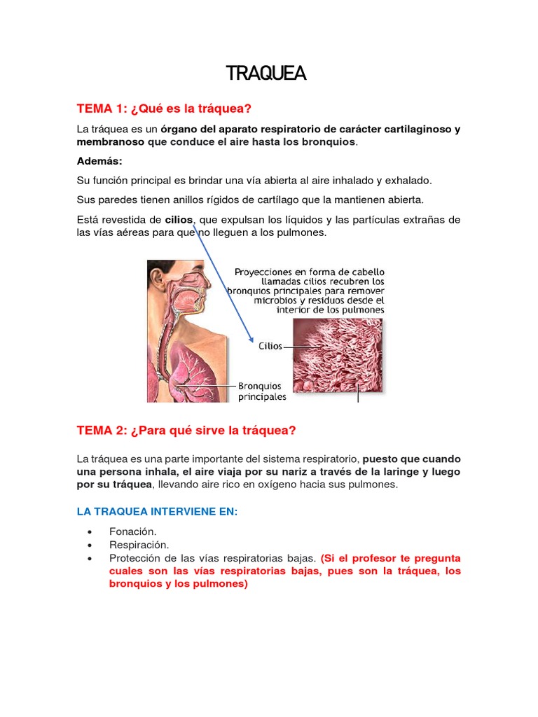 Funciones y Estructura de la Tráquea | PDF