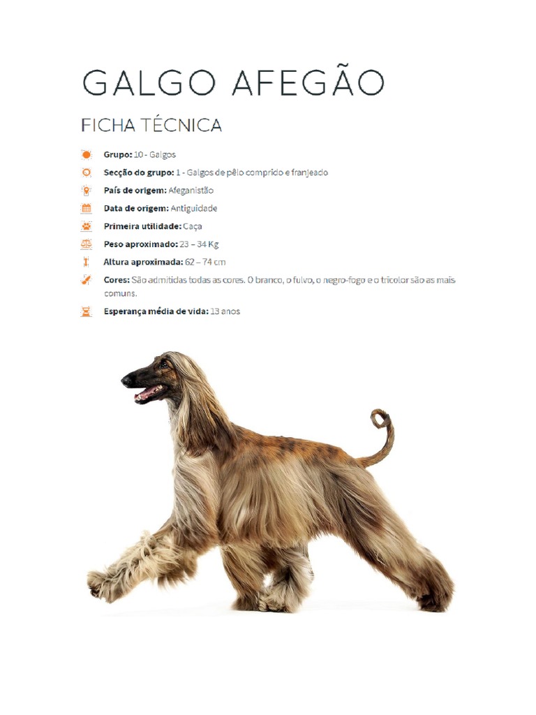 Galgo Afegão | PDF | Cães | Afeganistão