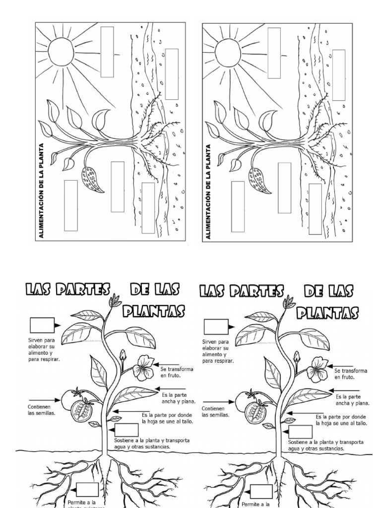 Partes-de-las-plantas-Actividades PDF | PDF
