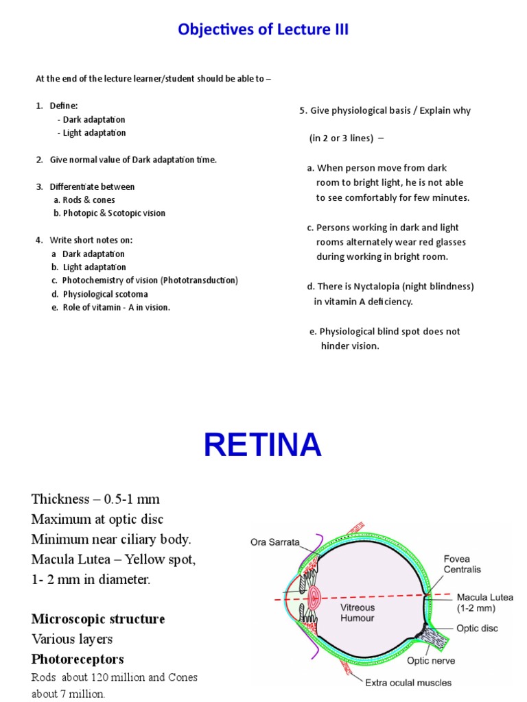 Visual Acuity and Retina-3 | PDF | Visual Perception | Color