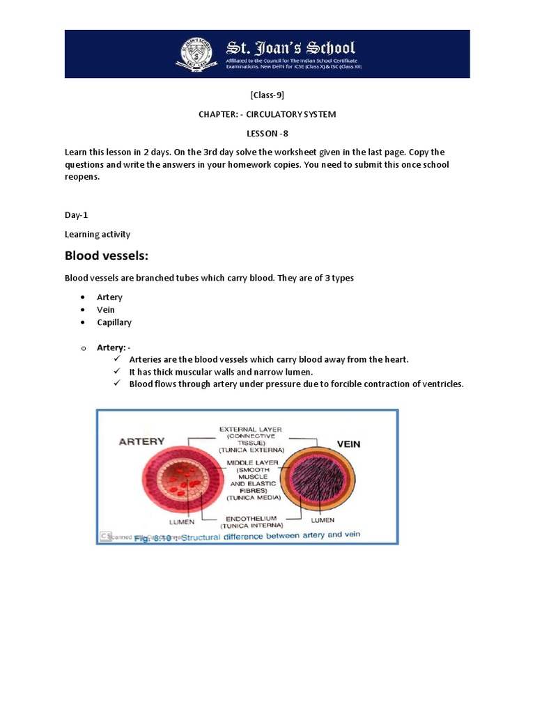 Circulatory System: Class 9 Lesson | PDF | Lymph | Artery