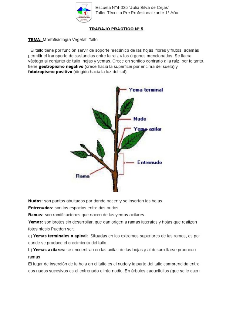 TP - Tallo | PDF | Tallo de la planta | Hoja