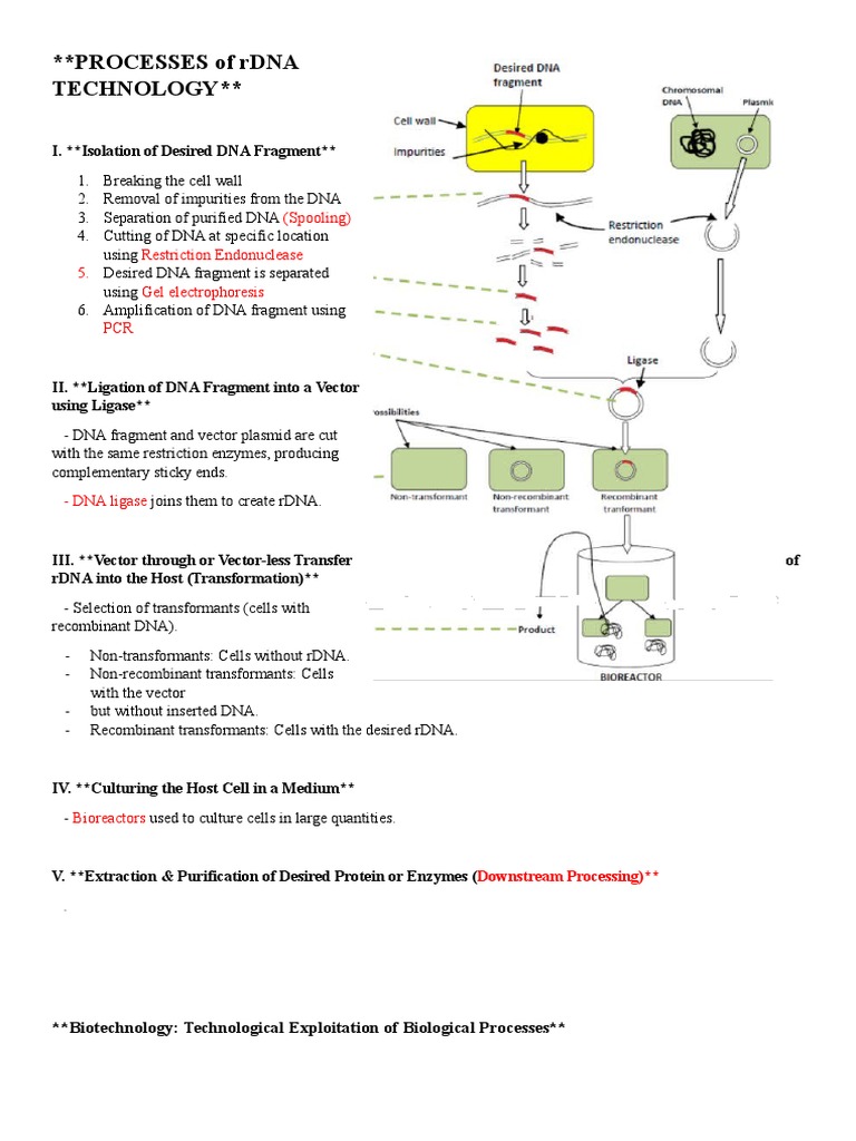 PROCESSES of rDNA TECHNOLOGY | PDF | Recombinant Dna | Plasmid
