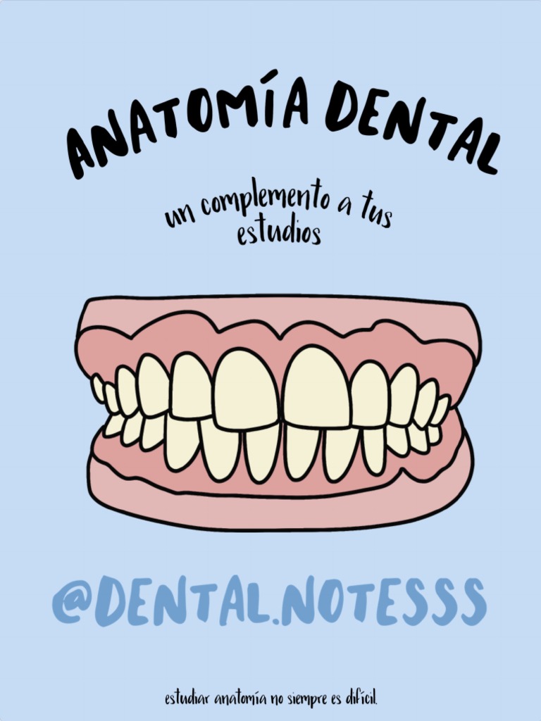 Anatomía Dental | PDF