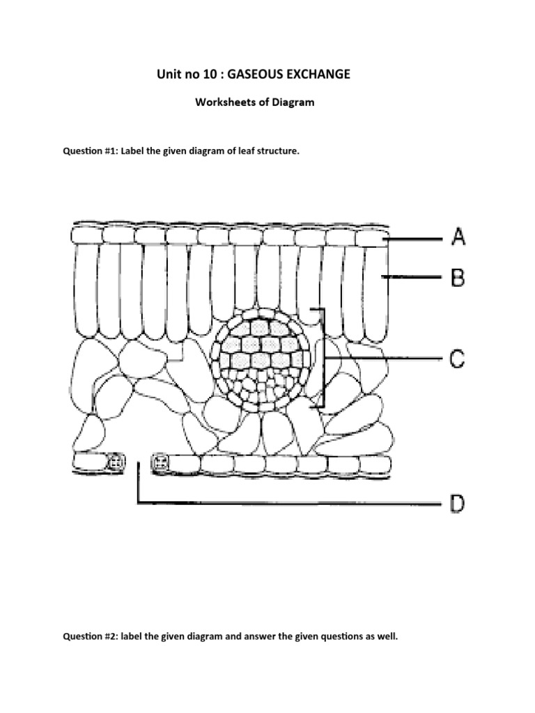 Class 10th Worksheets Diagram | PDF