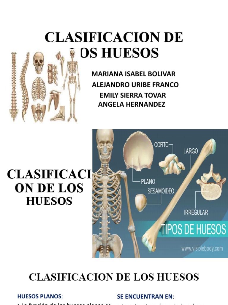 Clasificacion de Los Huesos | PDF | Hueso | Tórax Clasificacion de Los Huesos | PDF | Hueso | Tórax