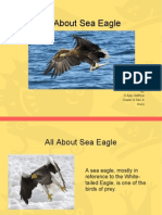 Overview of Eagle Taxonomy and Species | PDF