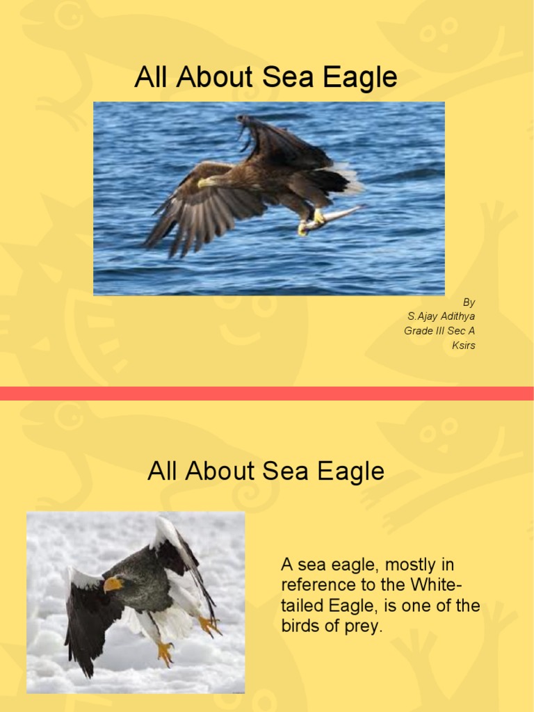 All About Sea Eagle | PDF | Bald Eagle | Eagle