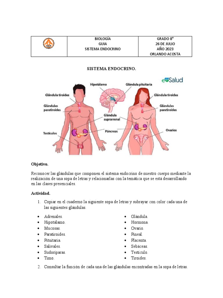 Guia Sistema Endocrino (Sopa de Letras) | PDF