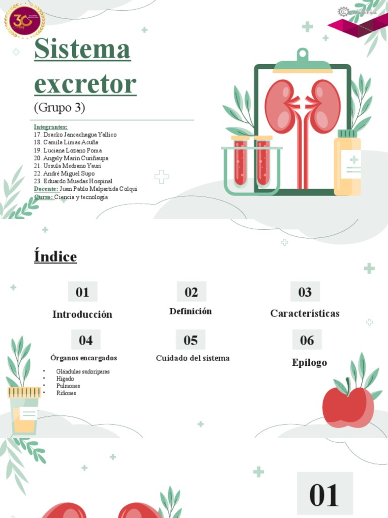 Sistema Excretor | PDF