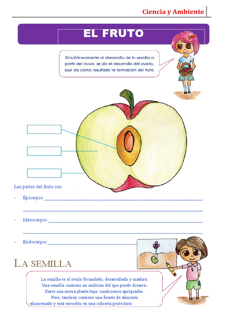 El Fruto | PDF | Hogar, jardinería y bricolaje | Ciencia y matemáticas