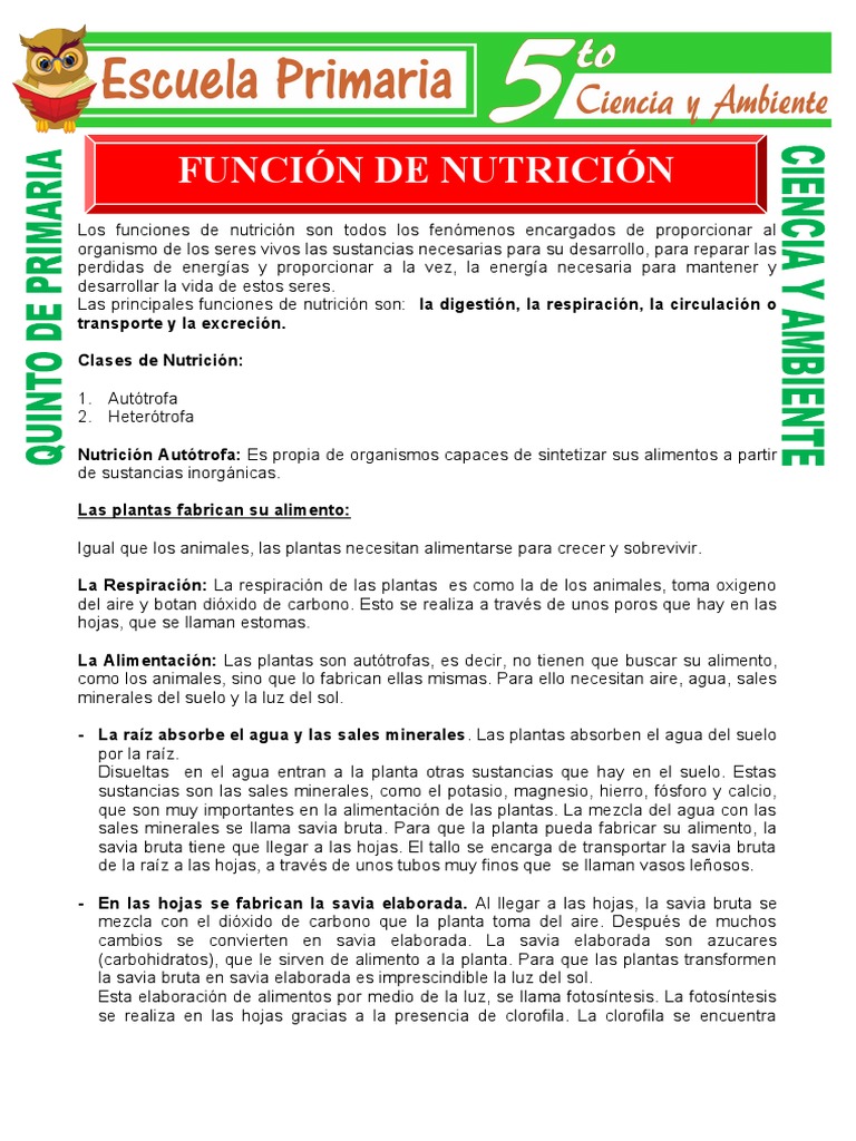 Función de Nutrición para Quinto de Primaria | PDF