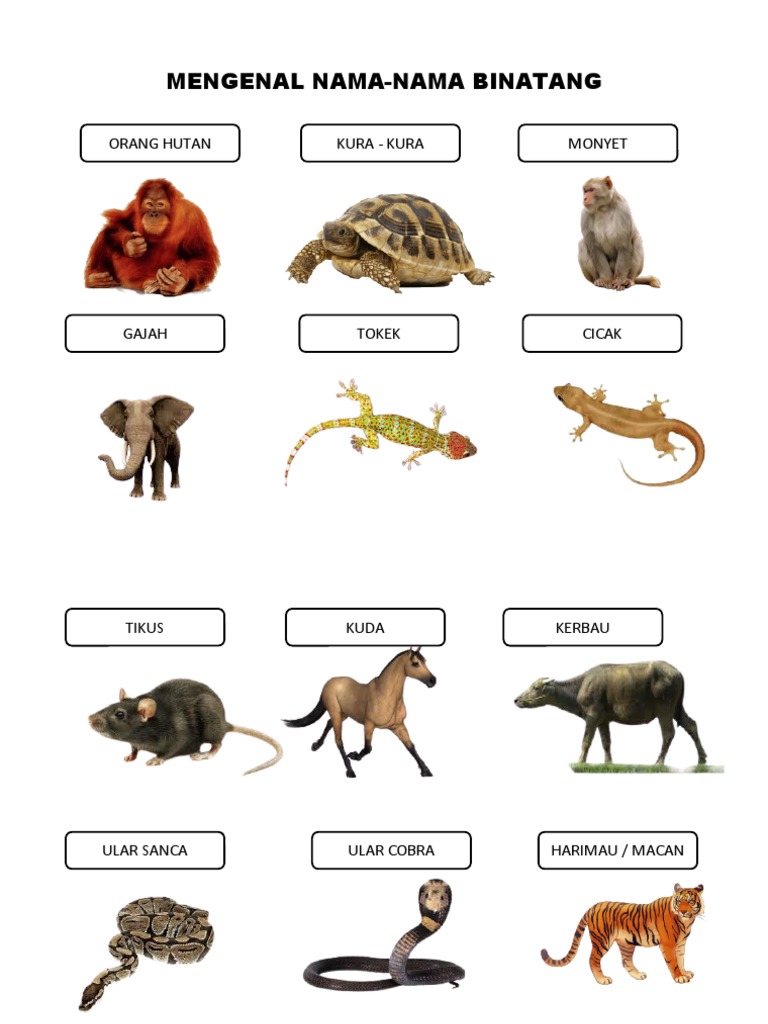 Mengenal Nama-Nama Hewan Indonesia | PDF | Memasak, Makanan, & Anggur ...