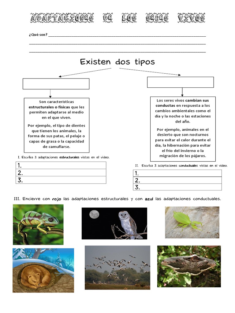 Guía de Trabajo Adaptaciones de Los Seres Vivos | PDF