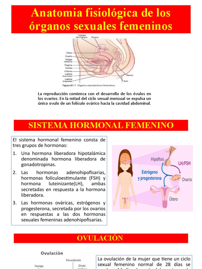 Anatomia Fisiológica de Los Órganos Sexuales Femeninos | PDF