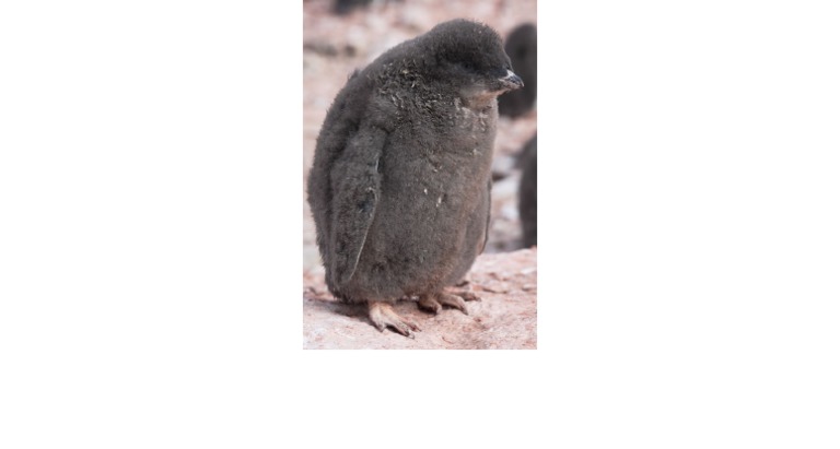 Penguin Chicks | PDF