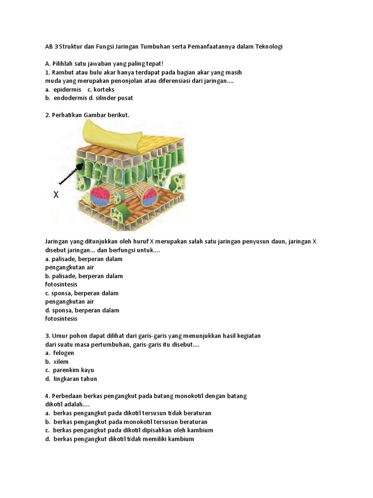 Struktur dan Fungsi Jaringan Tumbuhan | PDF | Sains & Matematika