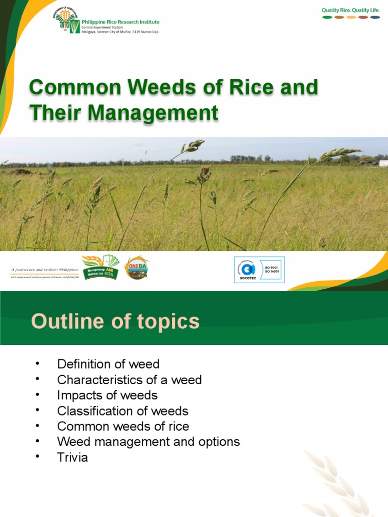 230317-4-Weeds of Rice and Their Management - DKMDonayre | PDF
