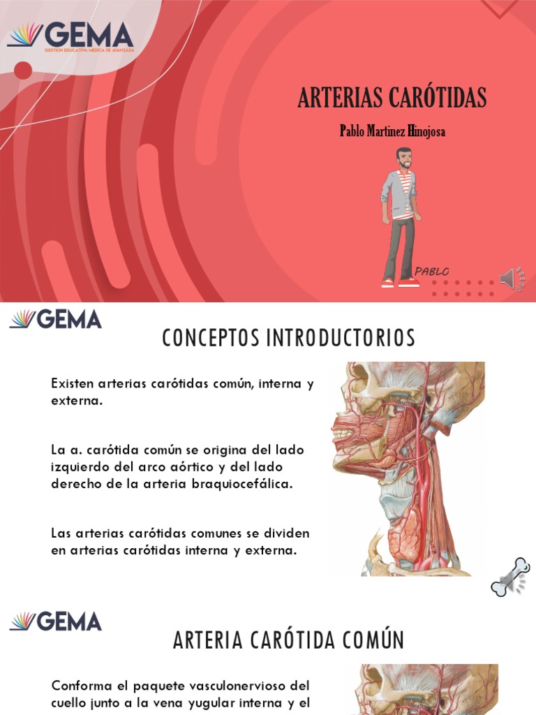 Anatomía de las Arterias Carótidas | PDF | Arteria carótida común ...