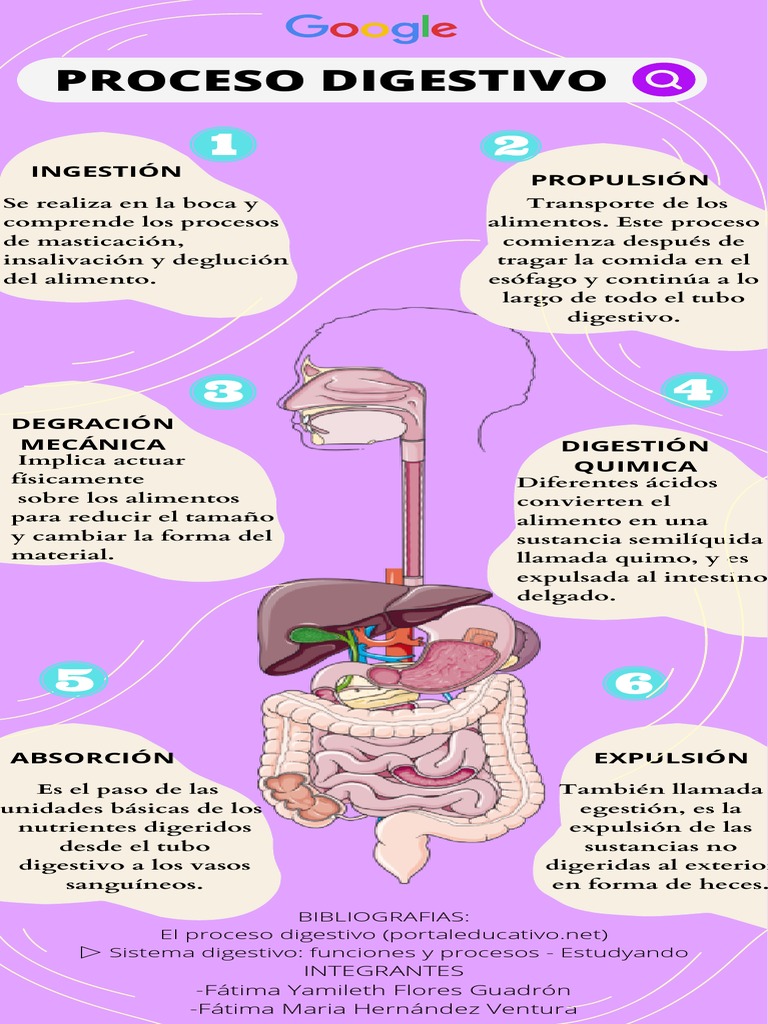 Infografía proceso digestivo. | PDF