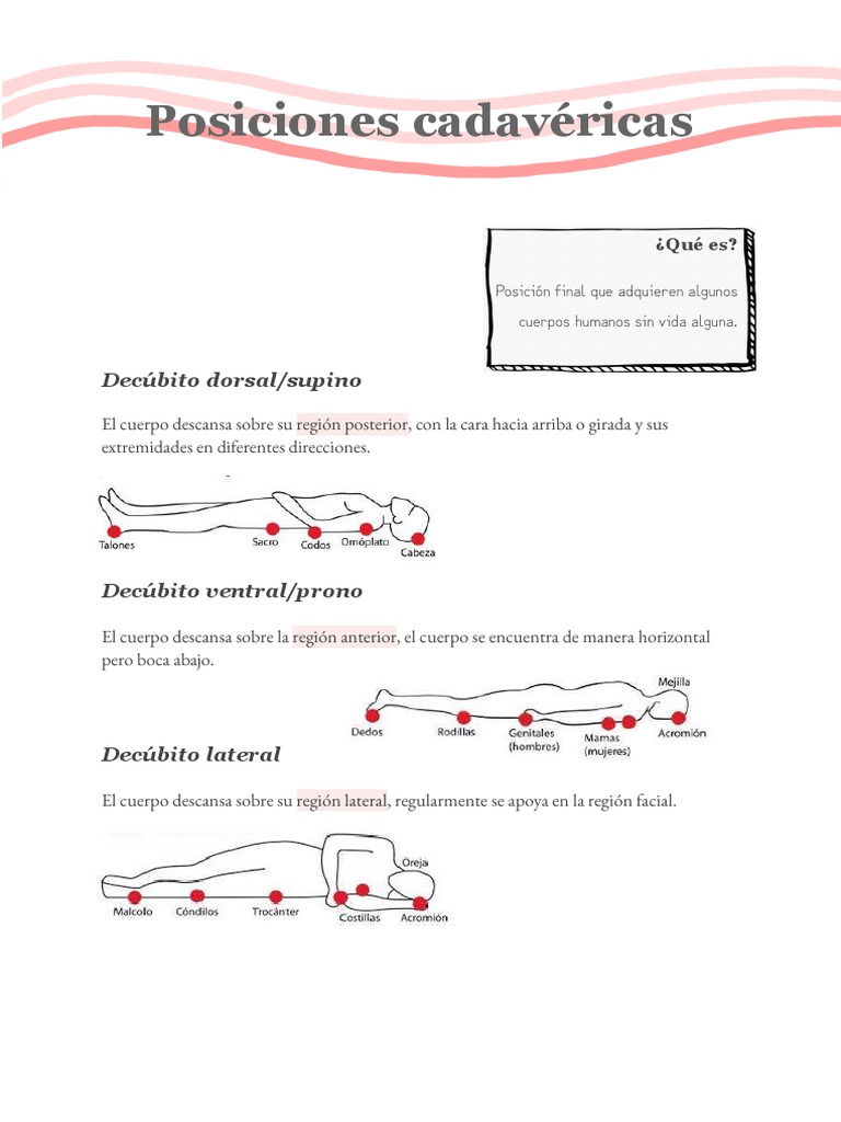 Posiciones Cadavéricas - MOC | PDF | Términos anatómicos de ubicación