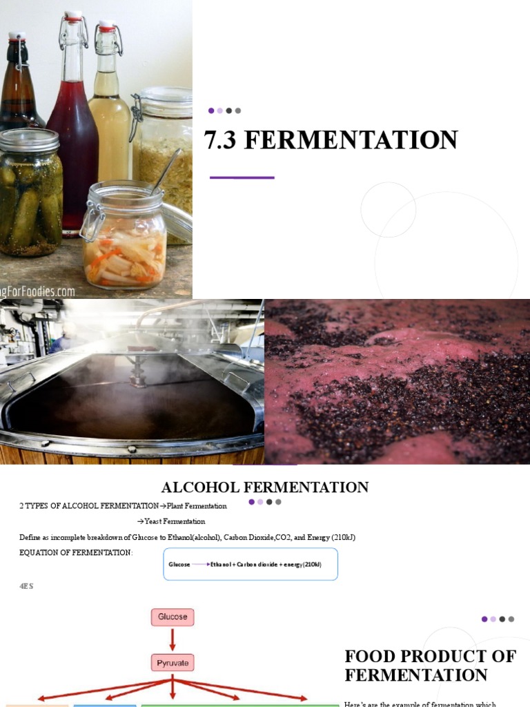 Bio 4es Fermentation | PDF | Cooking, Food & Wine