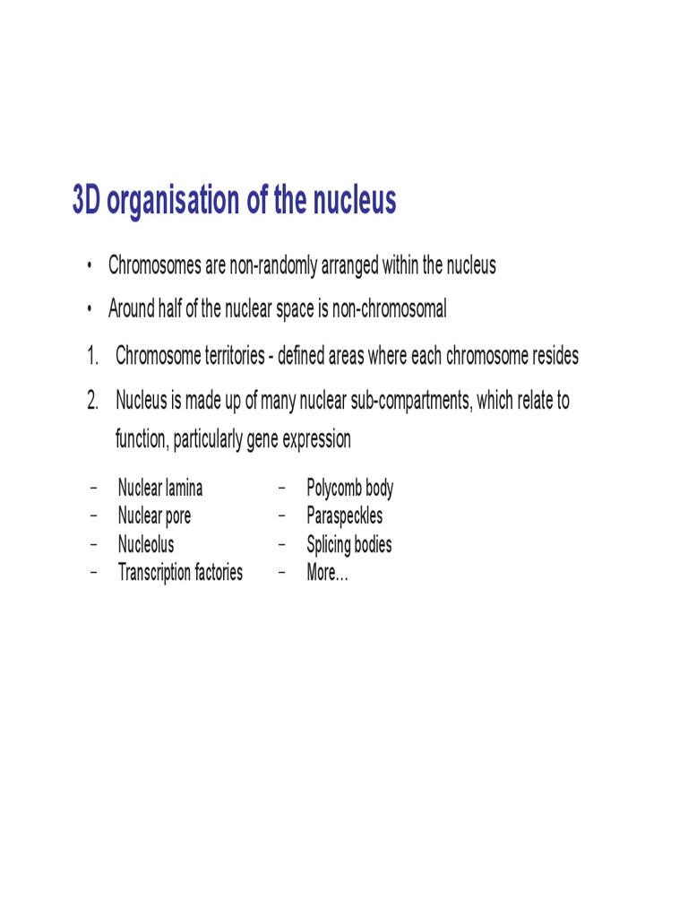 Organización 3d Nuclear Pdf Cell Nucleus Rna