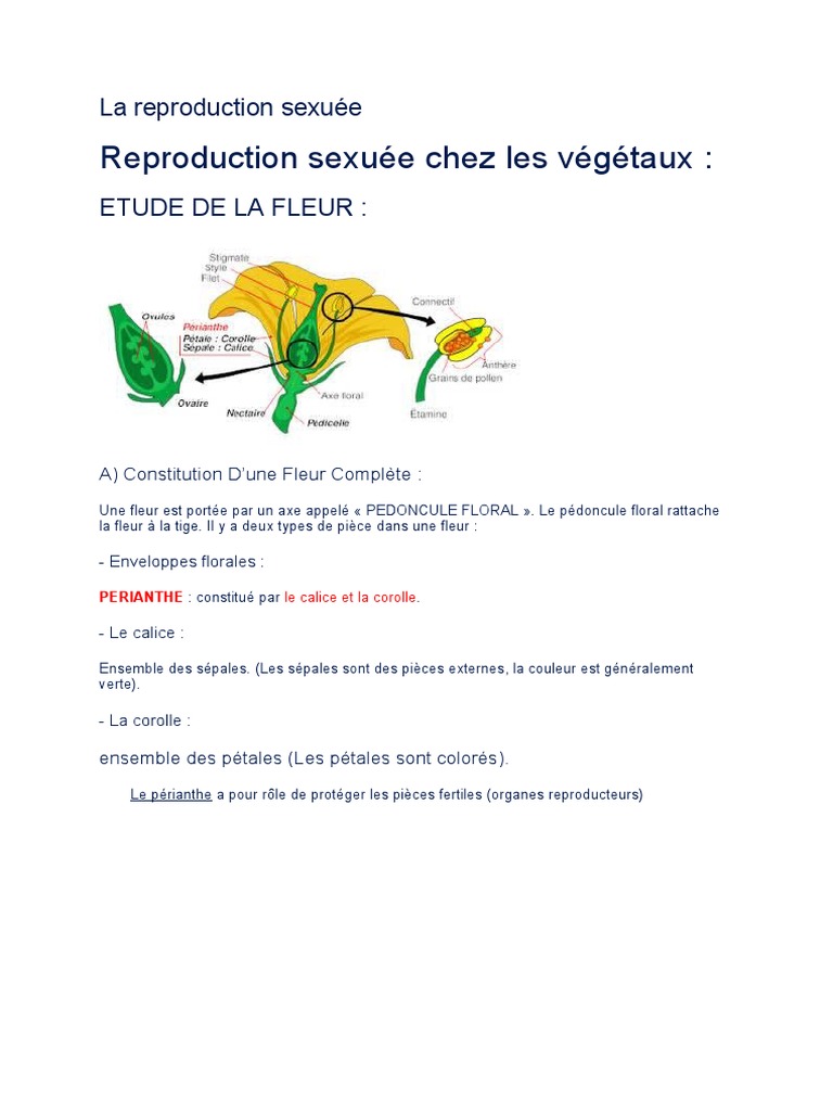 Reproduction sexuée des végétaux | PDF | Pollinisation | Fleurs