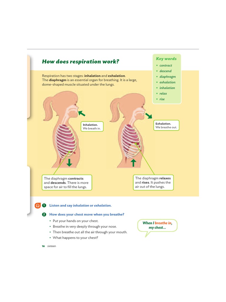 How Does Respiration Work?: Key Words | PDF | Respiratory System ...