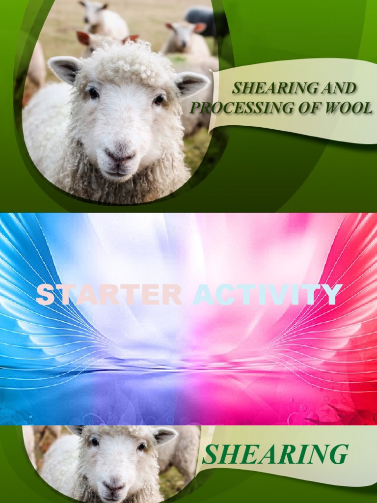 Shearing and Processing of Wool | PDF | Wool | Yarn