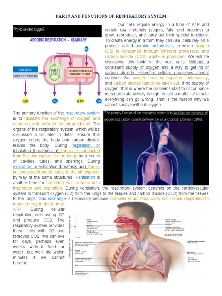 Parts and Functions of Respiratory System - Notes | PDF | Respiratory ...