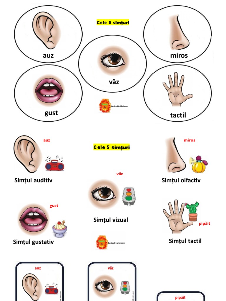 fise-cele-5-simturi-1 | PDF