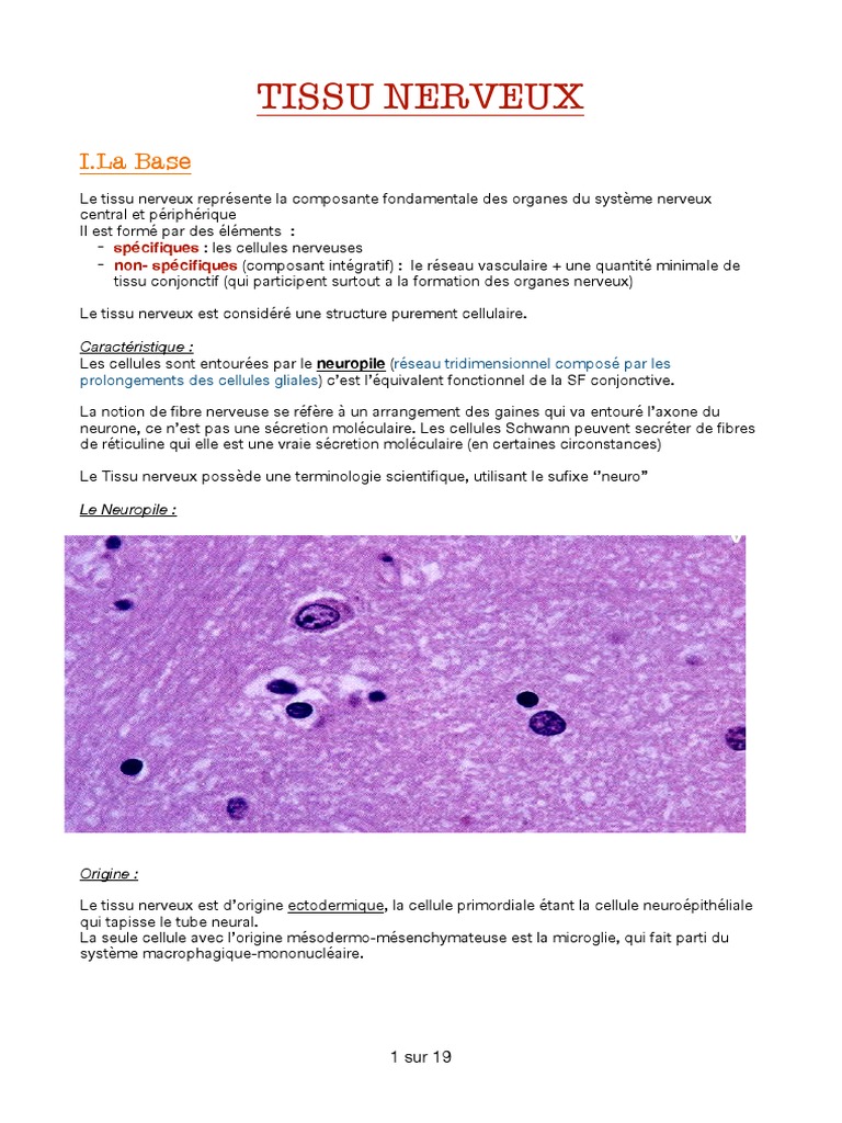 Tissu Nerveux | PDF