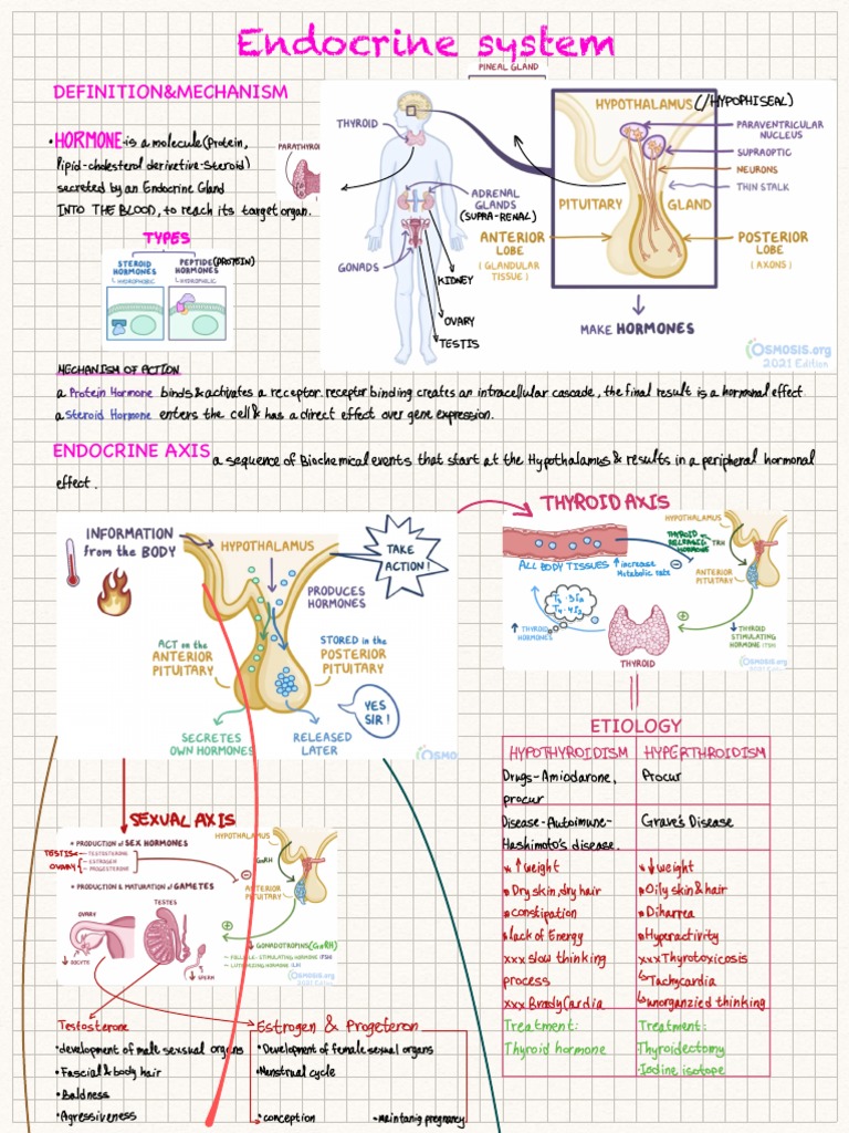 Endocrine System | PDF