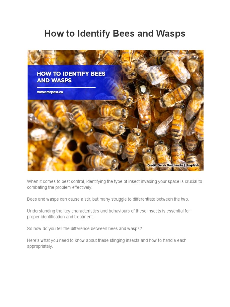 How To Identify Bees and Wasps | PDF | Honey Bee | Wasp