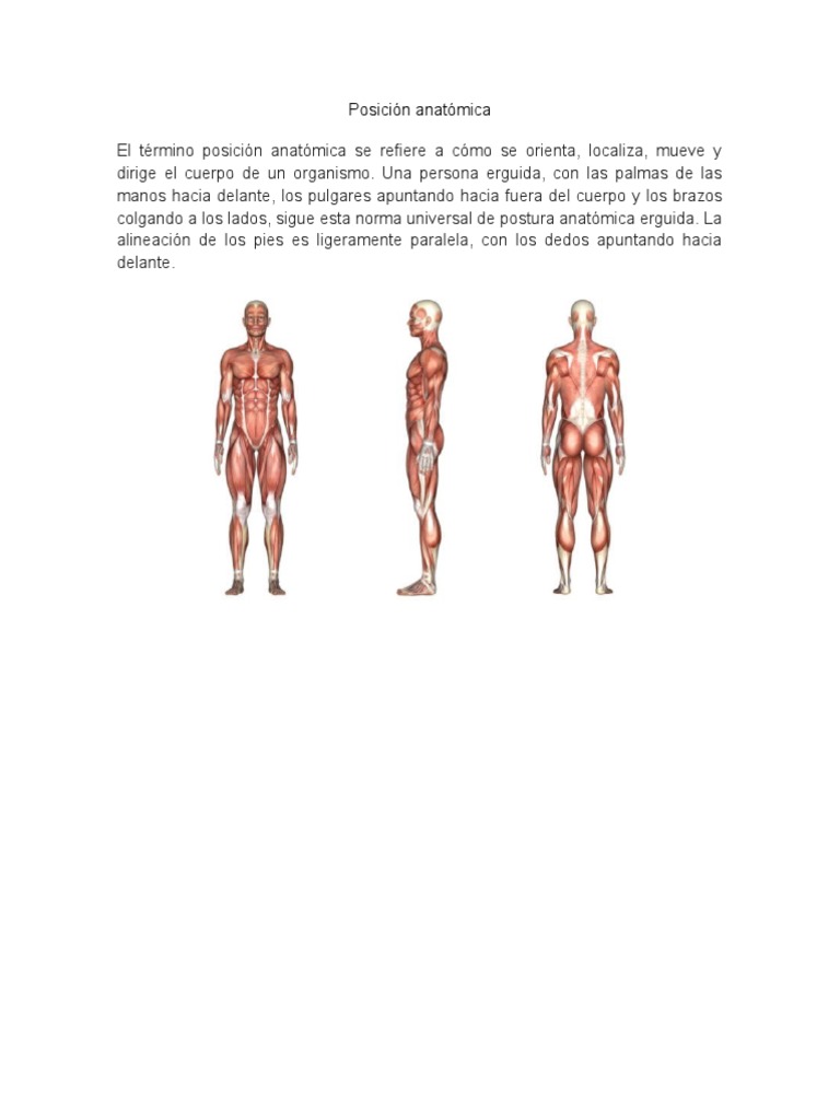 Posición Anatómica | PDF