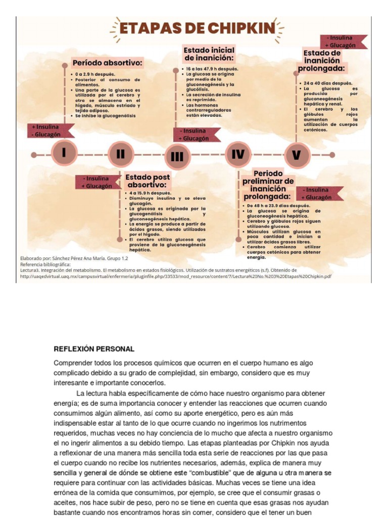 Metabolismo y estado de inanición según Chipkin | PDF