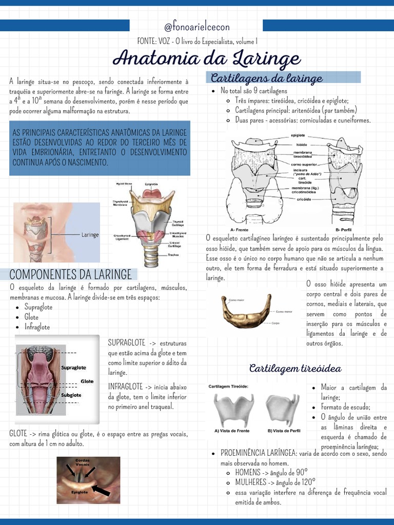 Anatomia Da Laringe | PDF